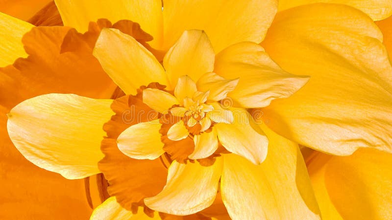 Daffodil Flower Time-lapse stock footage. Video of beautiful - 49815384