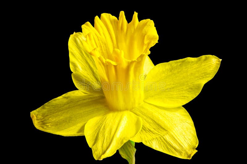 Daffodil flower head stock image. Image of bloom, fresh - 247187917