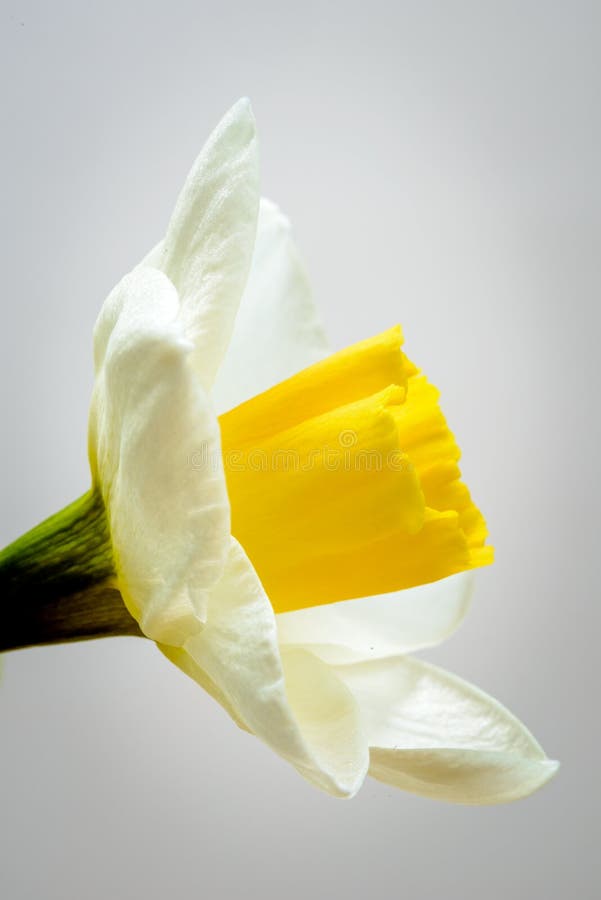 Daffodil Flower Two Tone Side View Close Up Stock Photos - Free ...