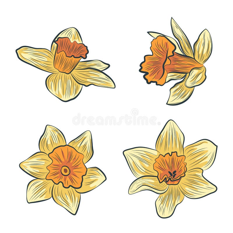 Daffodil Flower Vector Design Art Stock Vector - Illustration of ...