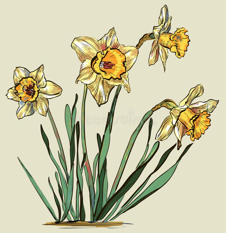 Single Daffodil Stock Illustrations – 2,135 Single Daffodil Stock ...