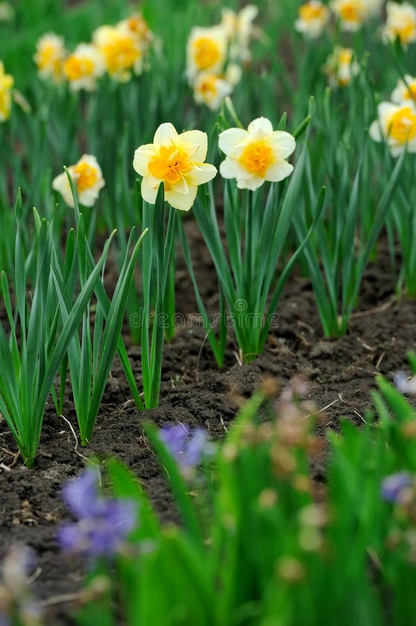Daffodil Flowers in the Field Stock Image - Image of gardening, grass ...