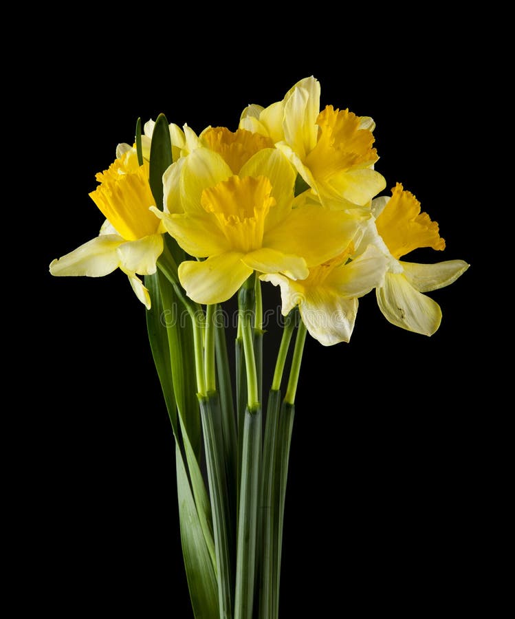 Daffodil Flowers Isolated on a Black Background Stock Photo - Image of ...