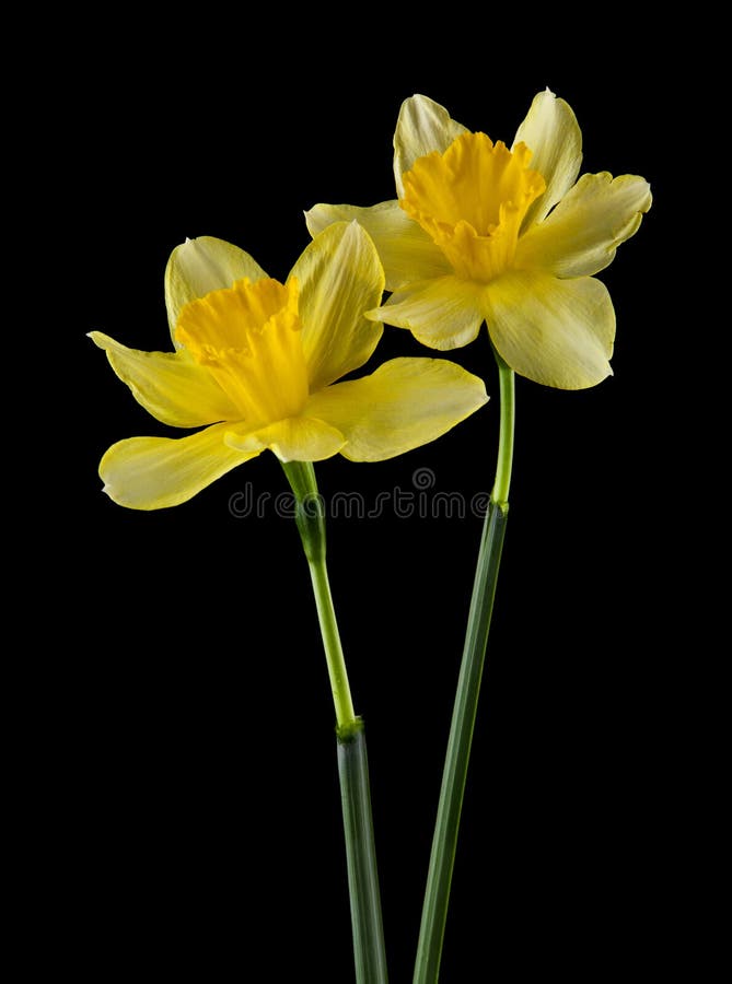 Daffodil Flowers Isolated on a Black Background Stock Photo - Image of ...