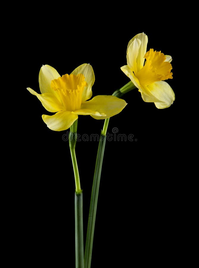 Daffodil Flowers Isolated on a Black Background Stock Image - Image of ...
