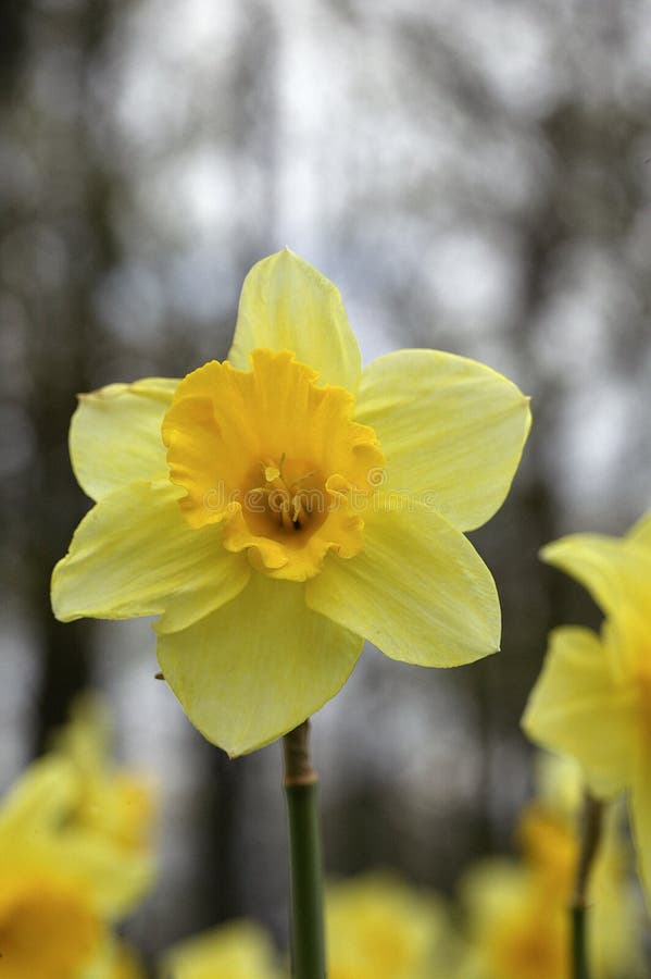 Daffodil Flowers, Narcissus Pseudonarcissus Stock Photo - Image of ...