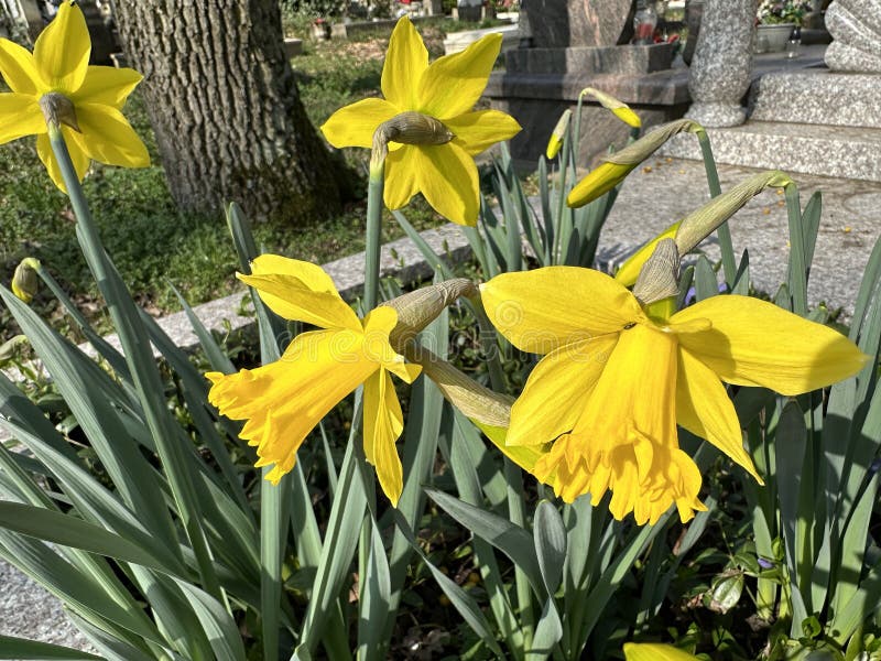 Daffodil Flowers on a Tombstone in the Public Cemetery Stock Image ...