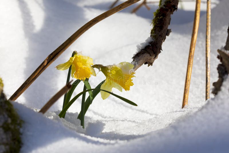 Daffodil Flowers Under Snow in April Stock Photo - Image of seasonal ...