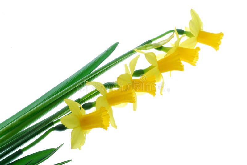 Daffodil plants stock photo. Image of petal, minimalist - 2315068
