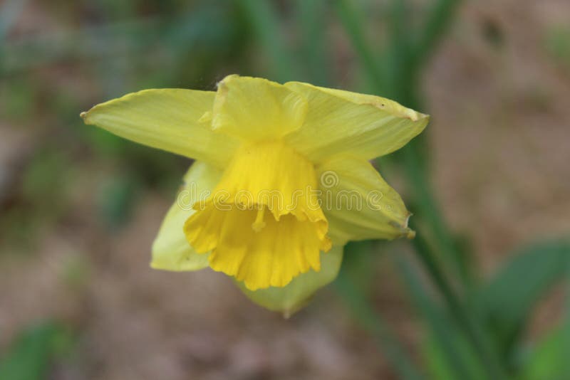 Daffodil stock image. Image of daffodil, spring, naturephotography ...