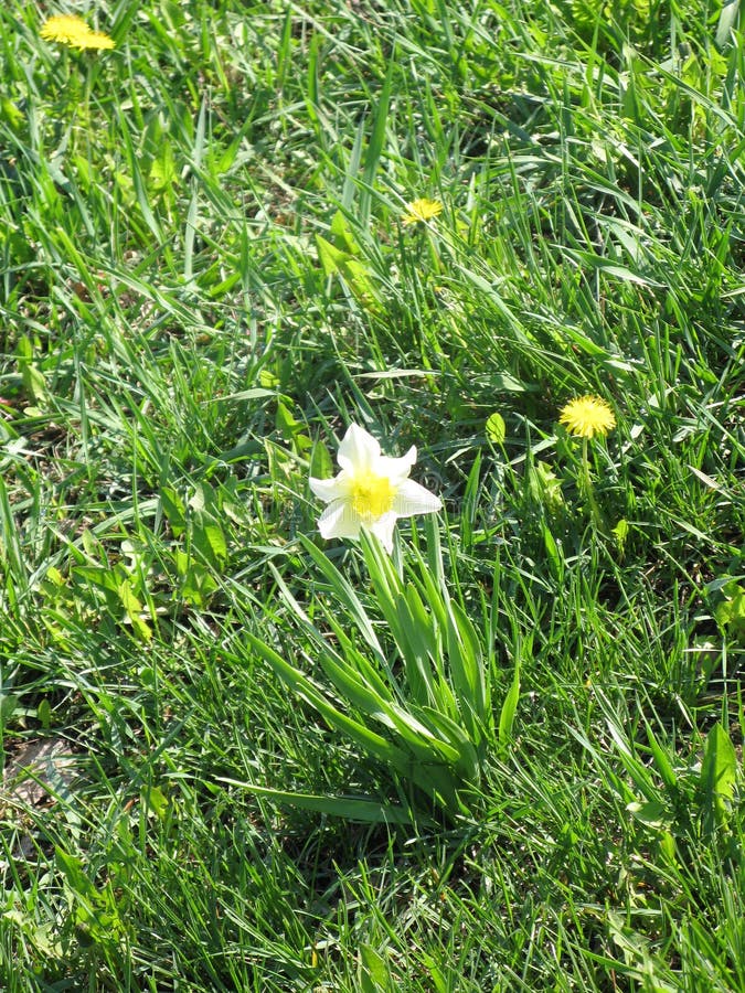Daffodil in the garden stock image. Image of nature - 138141679