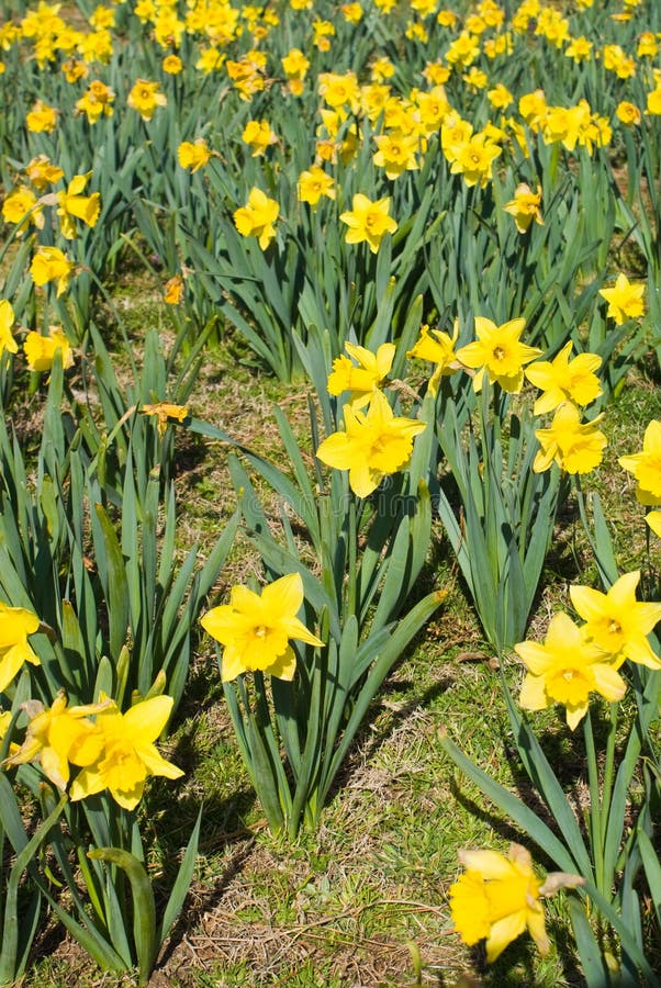 Daffodil Garden with Daffodils As Far As the Eye Can See Stock Image ...