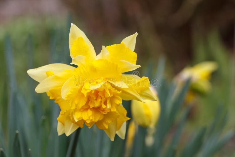 Daffodil in a garden stock image. Image of plant, gardening - 135821161