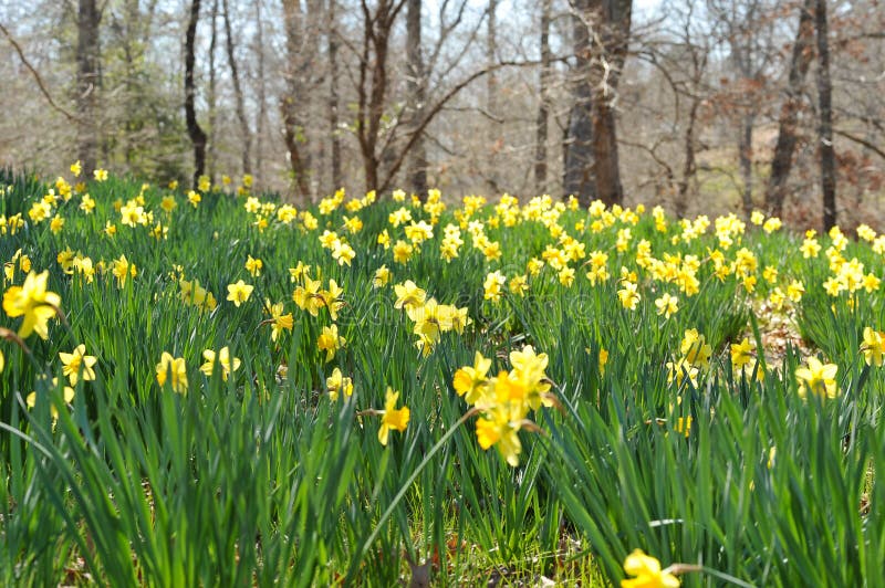 Daffodil Garden stock image. Image of meadow, yellow - 70149035