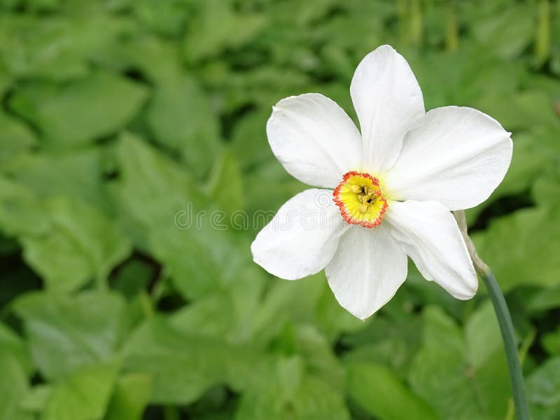 Daffodil of green stock photo. Image of garden, looking - 70851658