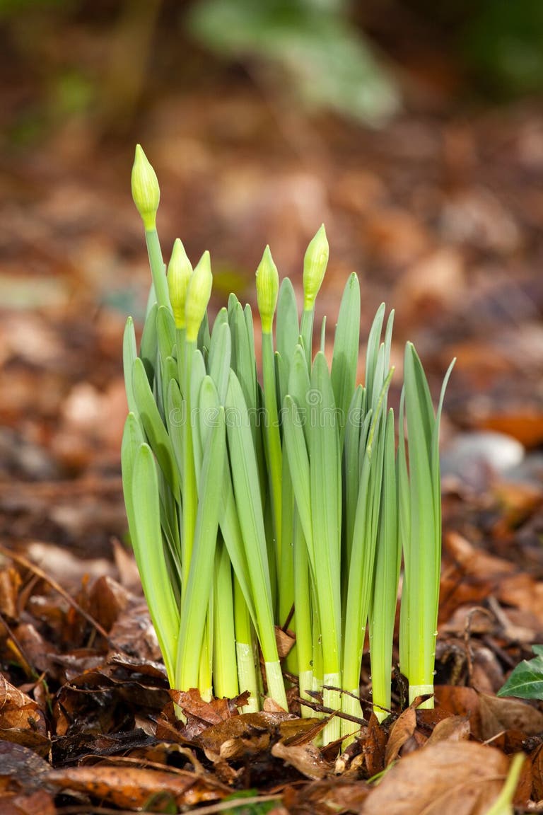 7,517 Daffodil Bud Stock Photos - Free & Royalty-Free Stock Photos from ...
