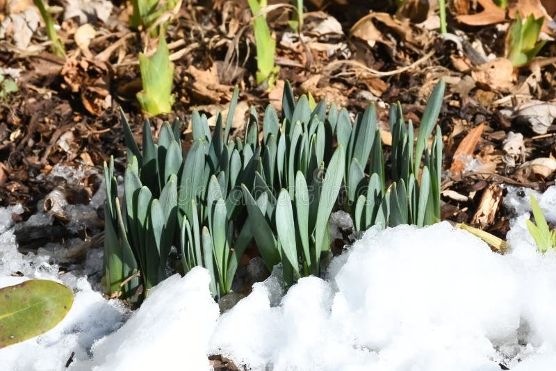 Daffodil and Iris Shoots in the Snow Stock Image - Image of ...