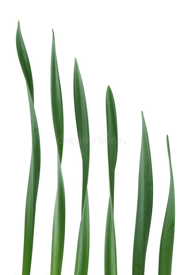 Daffodil collection stock photo. Image of nature, beauty - 9181764