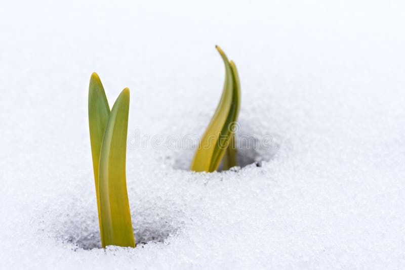 Daffodil Leaves Emerging through Snow in Early Spring Stock Photo ...