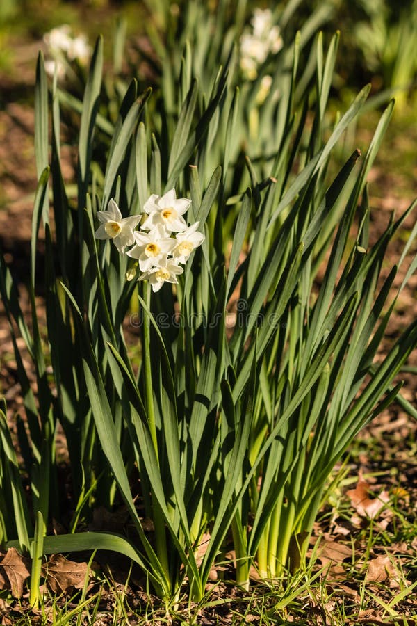Daffodil Leaves and Flowers Stock Image - Image of cluster, hybrid ...