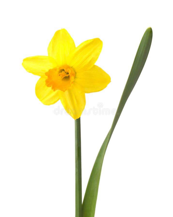 Daffodil with leaves stock photo. Image of white, delicate - 53275494