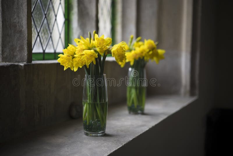 Daffodil Macro. Early Spring. Uk Stock Photo - Image of defocused, arty ...