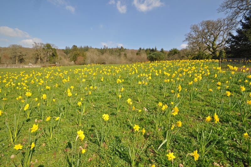 Daffodil meadow stock image. Image of lawn, bloom, nature - 52684641