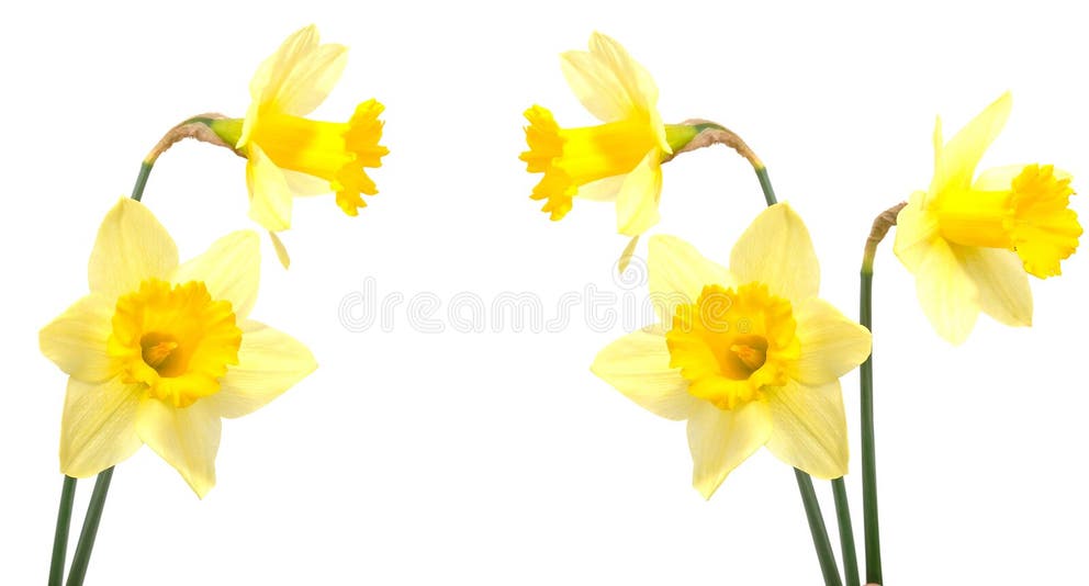 Daffodil plants stock photo. Image of petal, minimalist - 2315068