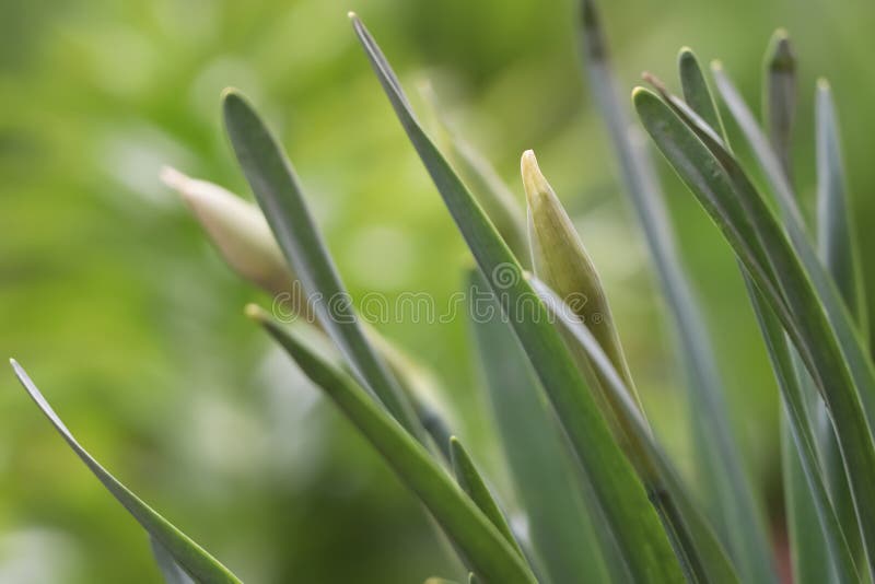 Daffodil plants stock photo. Image of petal, minimalist - 2315068