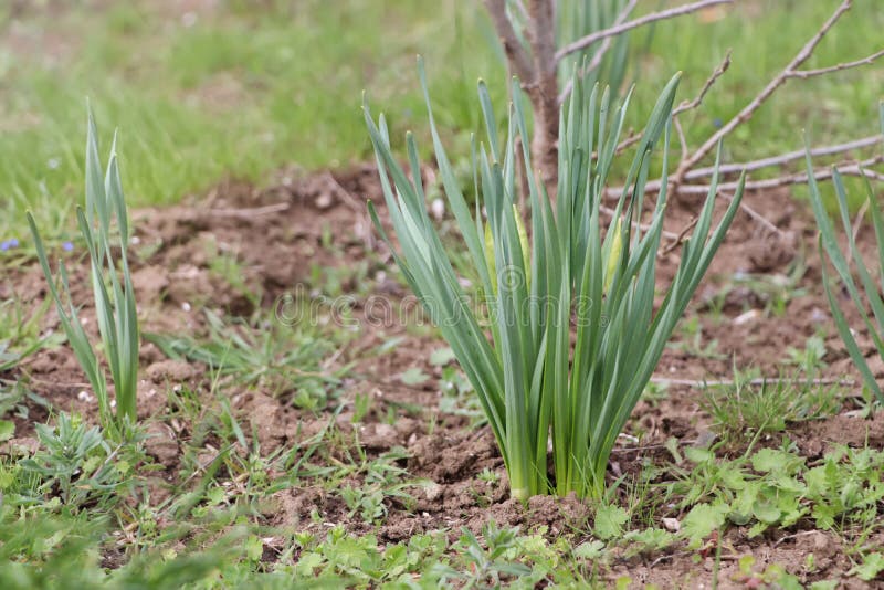 Daffodil plants stock photo. Image of petal, minimalist - 2315068