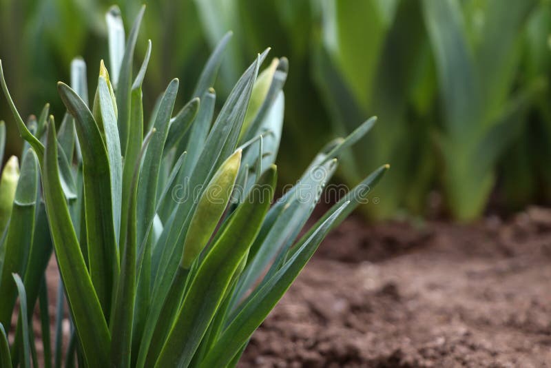 Daffodil plants stock photo. Image of petal, minimalist - 2315068