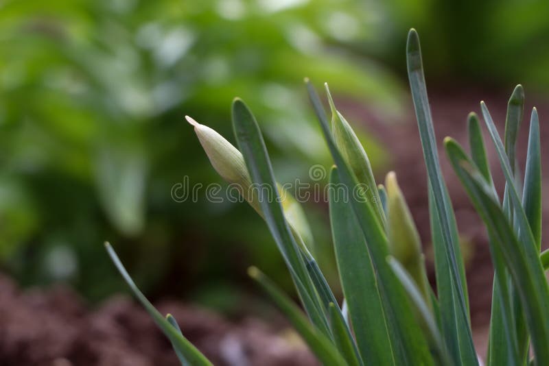 Daffodil plants stock photo. Image of petal, minimalist - 2315068