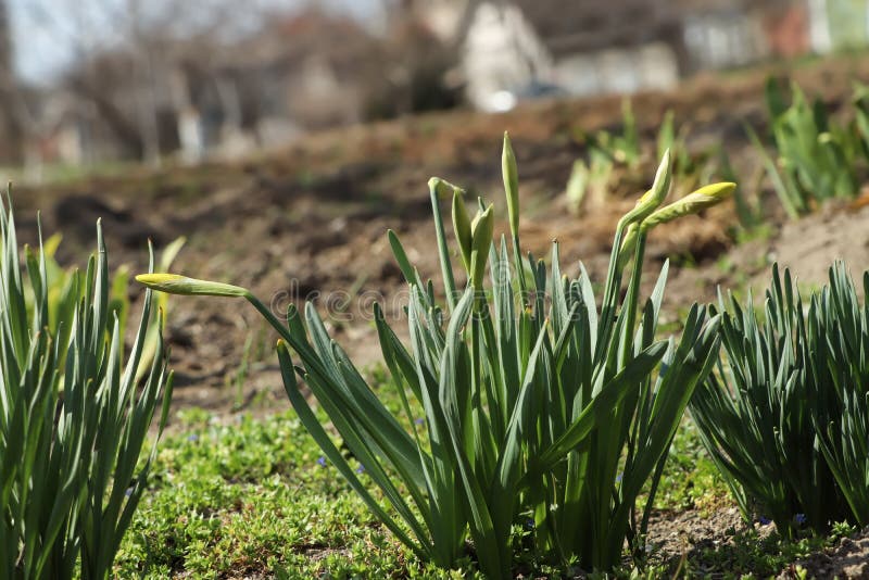 Daffodil plants stock photo. Image of petal, minimalist - 2315068