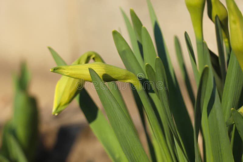 Daffodil plants stock photo. Image of petal, minimalist - 2315068