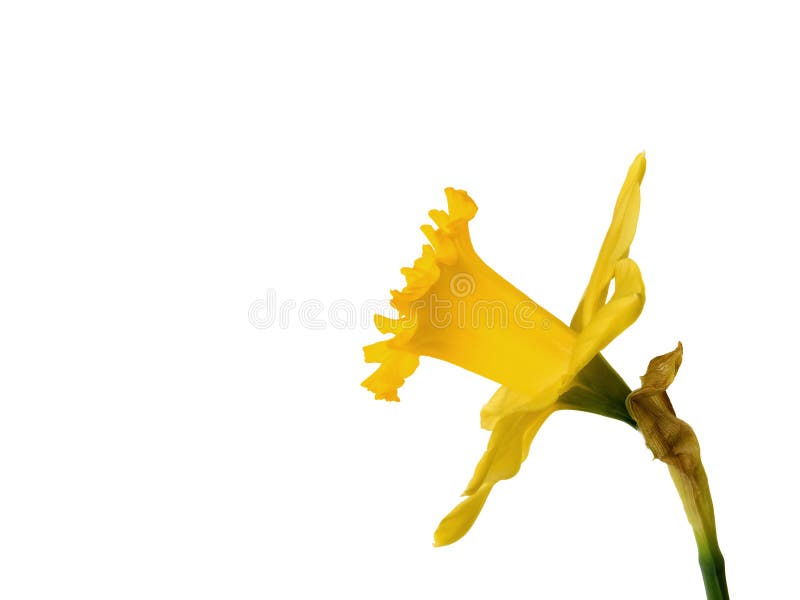 756 Daffodil Side Stock Photos - Free & Royalty-Free Stock Photos from ...