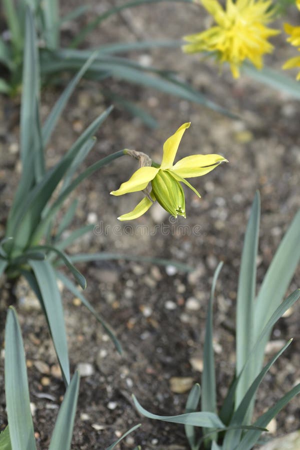 Daffodil Rip van Winkle stock photo. Image of flower - 275205164