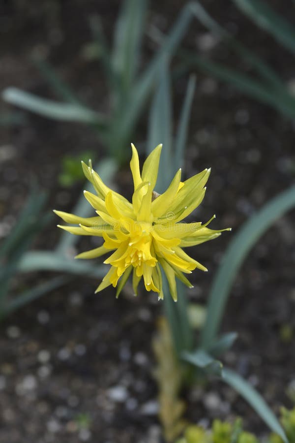 Daffodil Rip van Winkle stock image. Image of close - 278178401