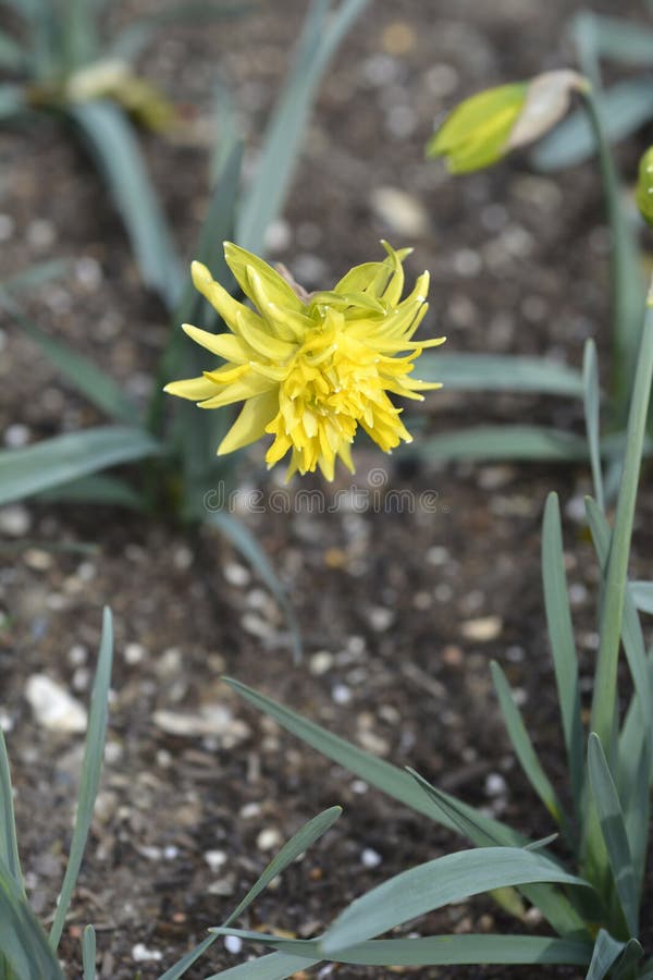 Daffodil Rip van Winkle stock photo. Image of bulbs - 315062486