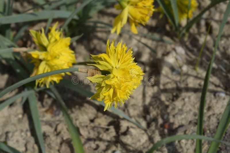 Daffodil Rip van Winkle stock image. Image of yellow - 350546635
