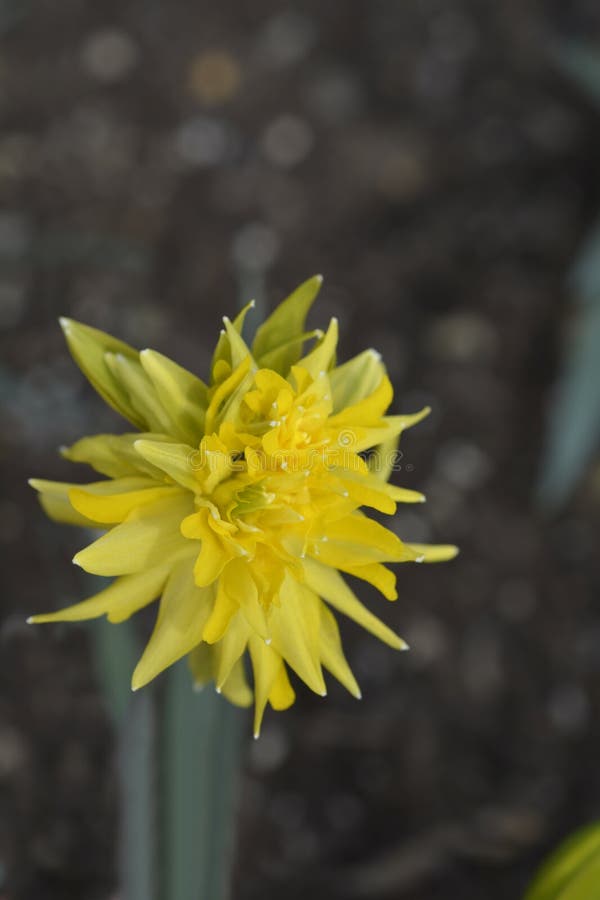 Daffodil Rip van Winkle stock photo. Image of green - 361957018