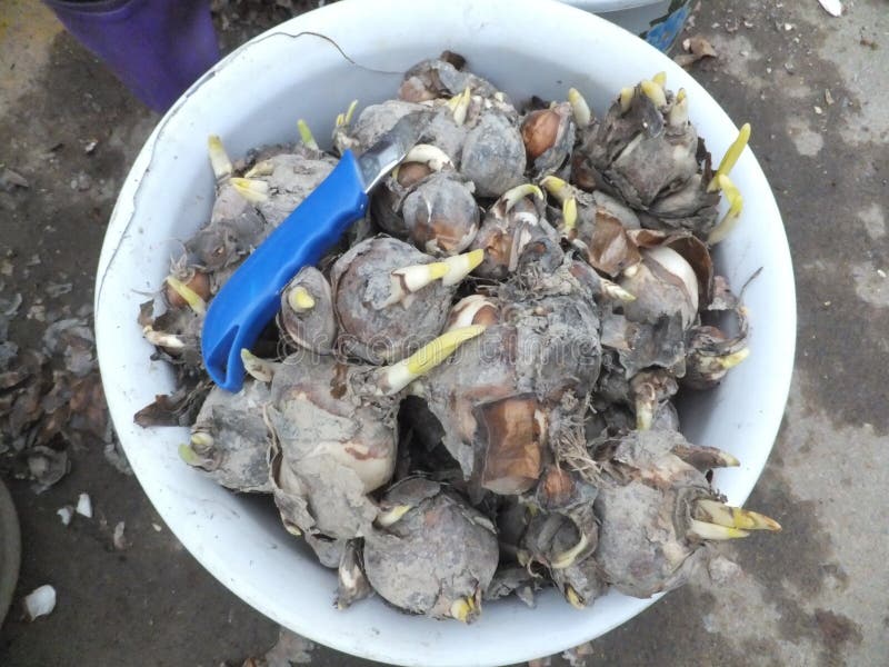 Daffodil seeds stock photo. Image of flowers, outdoor - 83065948