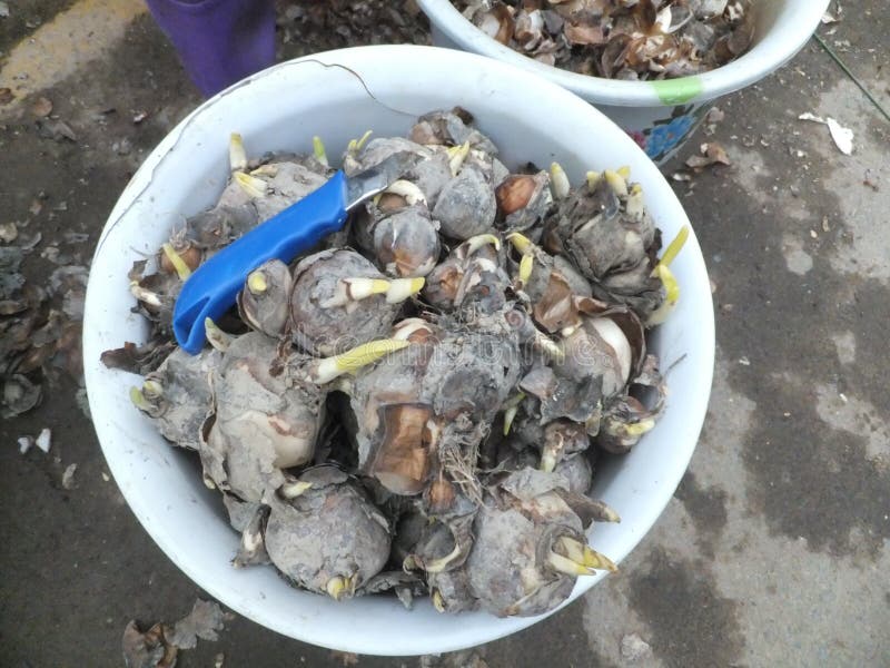 Daffodil seeds stock photo. Image of field, seed, daffodils - 83066076