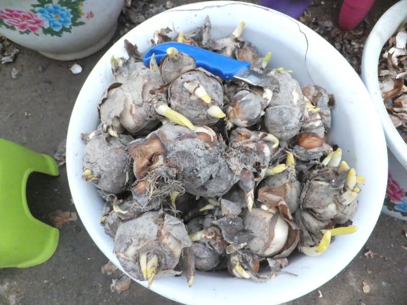 Daffodil seeds stock image. Image of outdoor, agriculture - 83066639