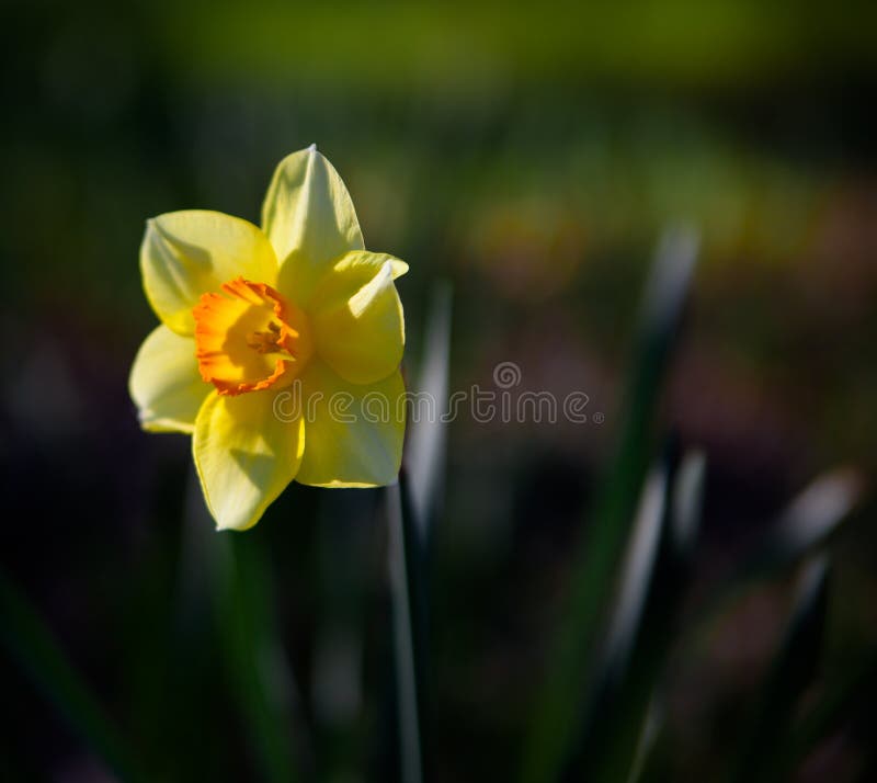 Daffodil stock photo. Image of daffodil, spring, single - 43131834