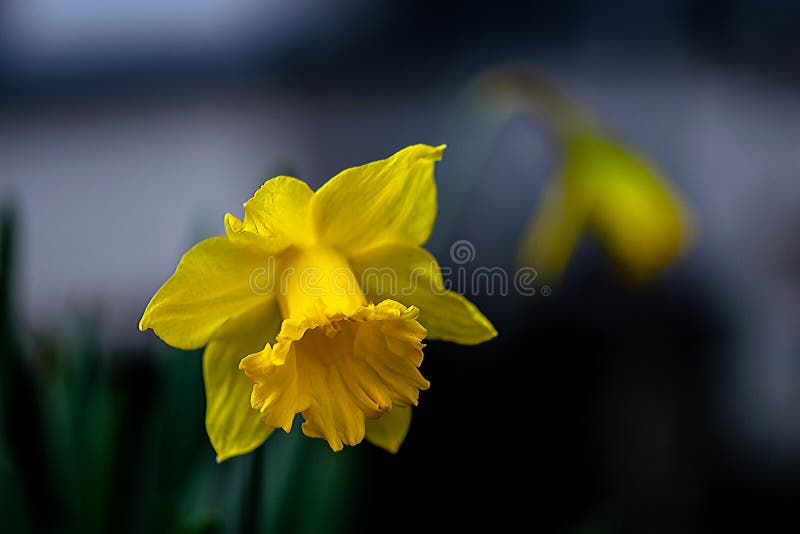 158 Droopy Yellow Stock Photos - Free & Royalty-Free Stock Photos from ...