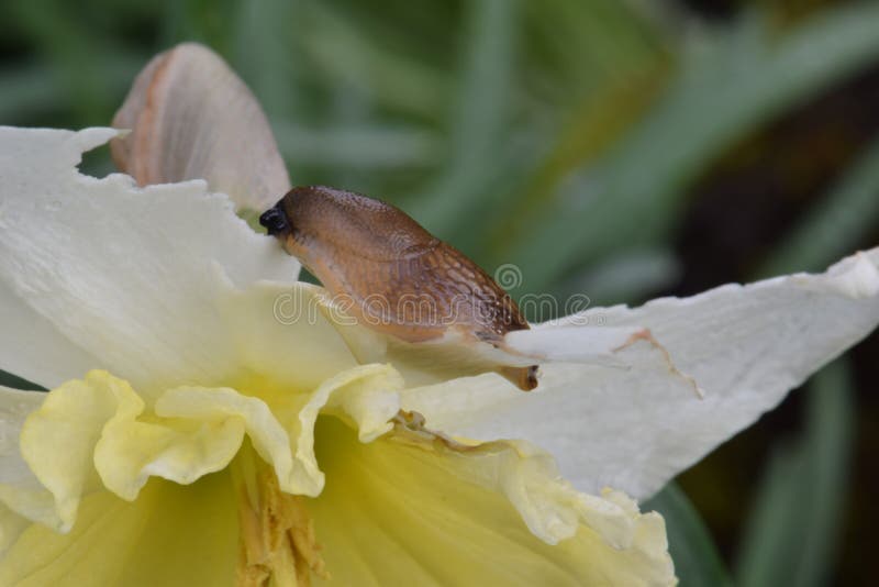 Daffodil Slug stock image. Image of daffodil, natural - 152150103
