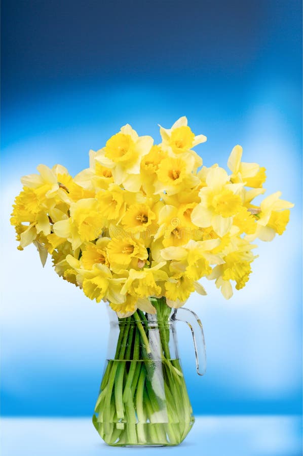 Daffodil stock image. Image of yellow, daffodil, bunch - 60076341