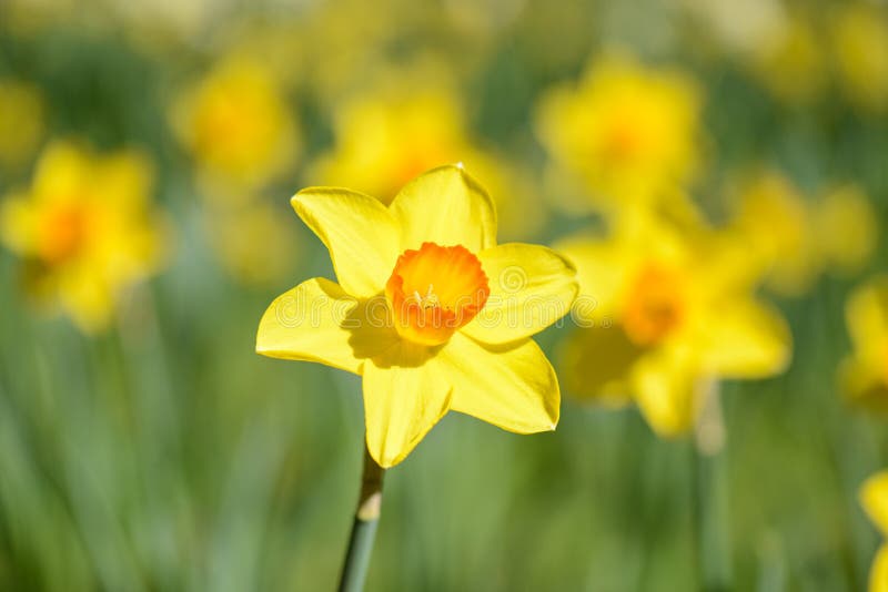 Daffodil in Spring stock image. Image of leaf, floral - 38336457