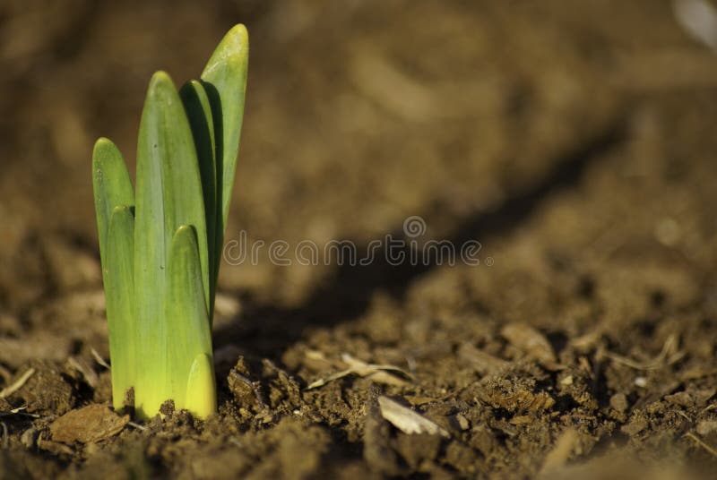 Daffodil sprout stock image. Image of springtime, grow - 13331233