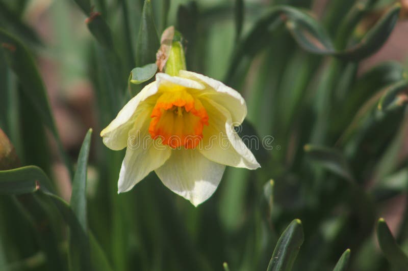 Daffodil in summer stock photo. Image of summer, front - 287182376